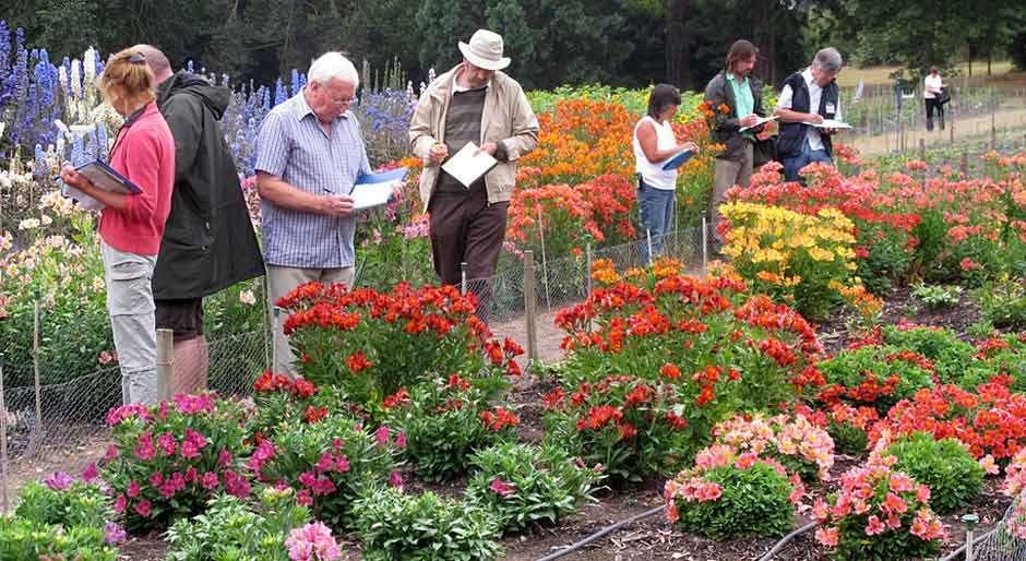RHS plant trials and awards / RHS Gardening