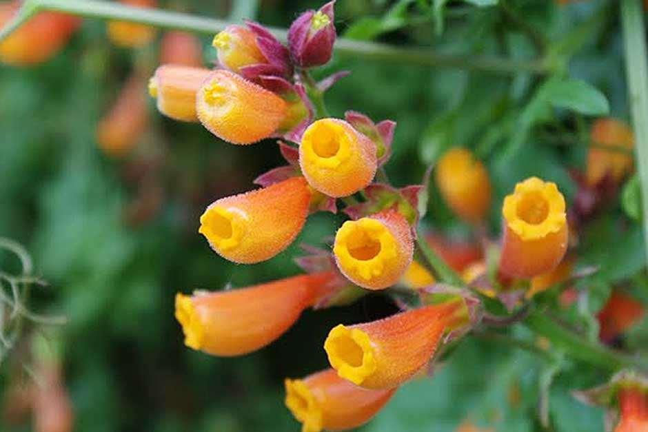 Help, advice & tips from the RHS on all kinds of plants / RHS Gardening