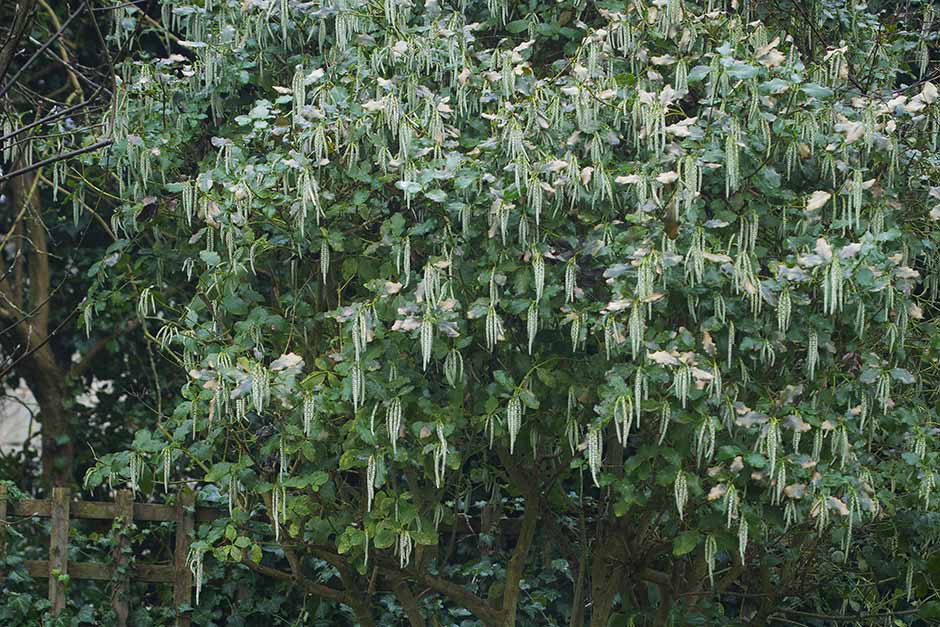 How to grow garrya / RHS