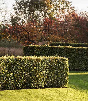 Fast Growing Hedges