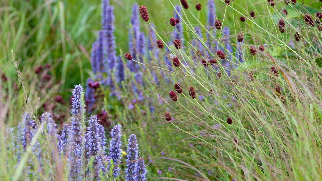 Shop online for plants, gifts, books | buy gardening gifts / RHS Gardening