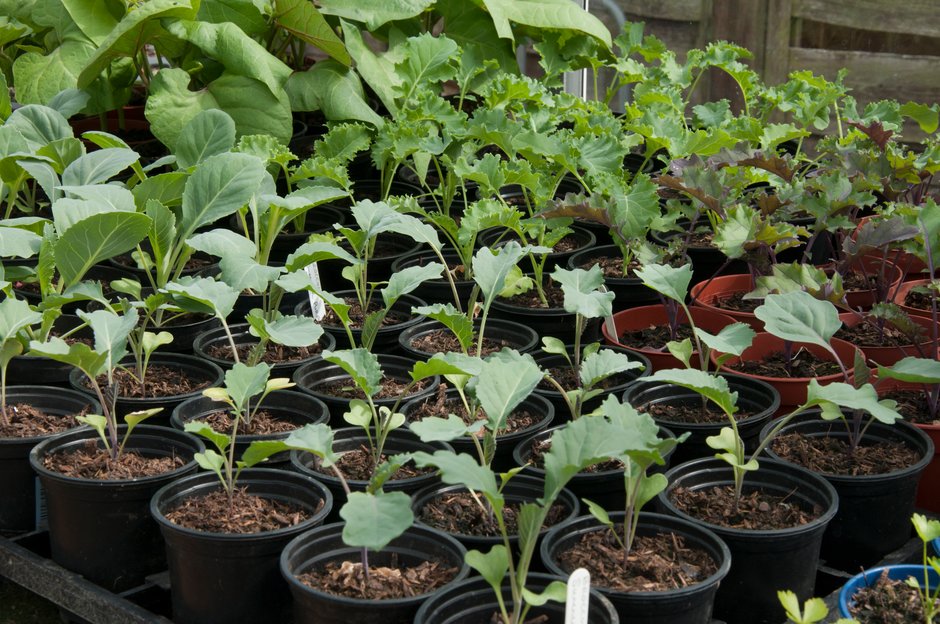 Red Cabbage Seedlings