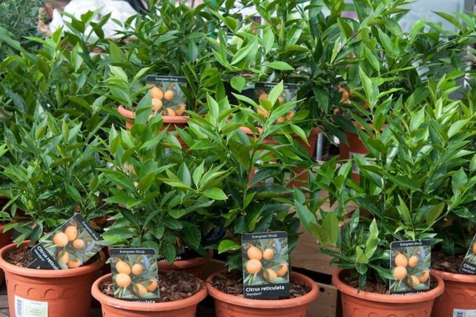 Urban Gardening 10 Easytomanage Citrus Trees For Your Home 10 Easy DIY