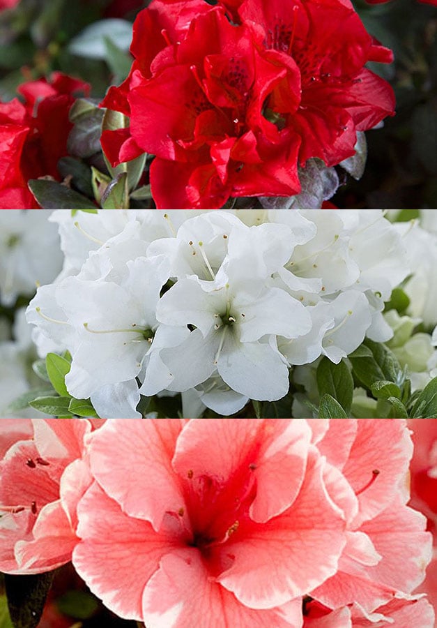 Types Of Encore Azaleas Best Sale | innoem.eng.psu.ac.th