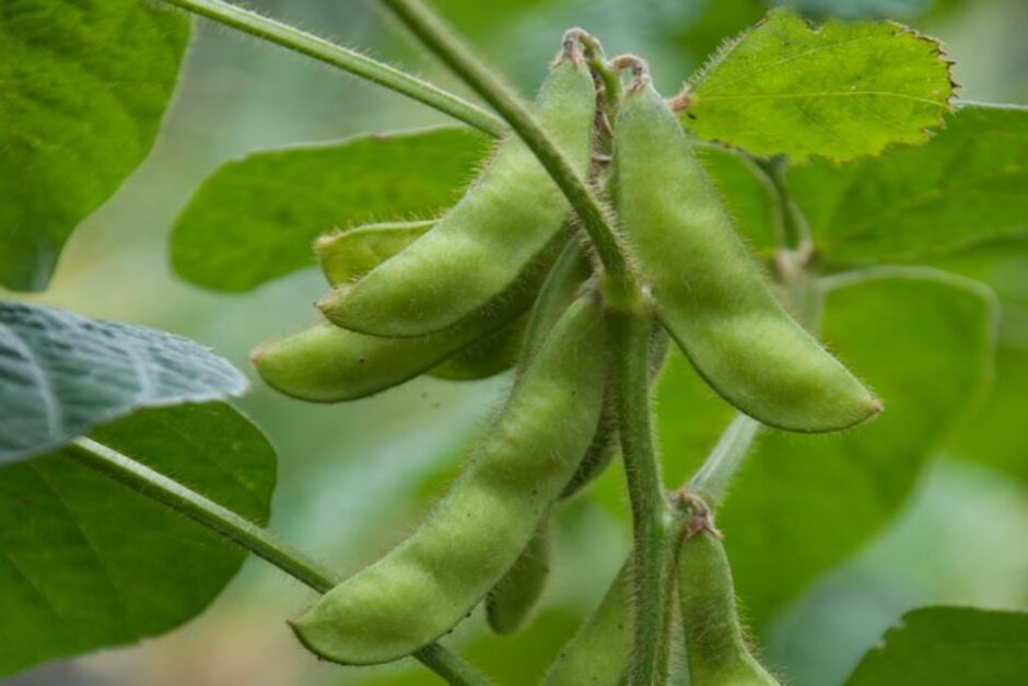 Soya Bean Plant Photo Soya – Soya UK