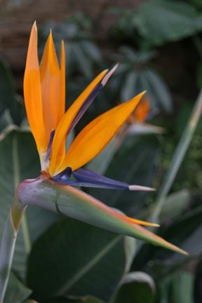 How to grow strelitzia / RHS