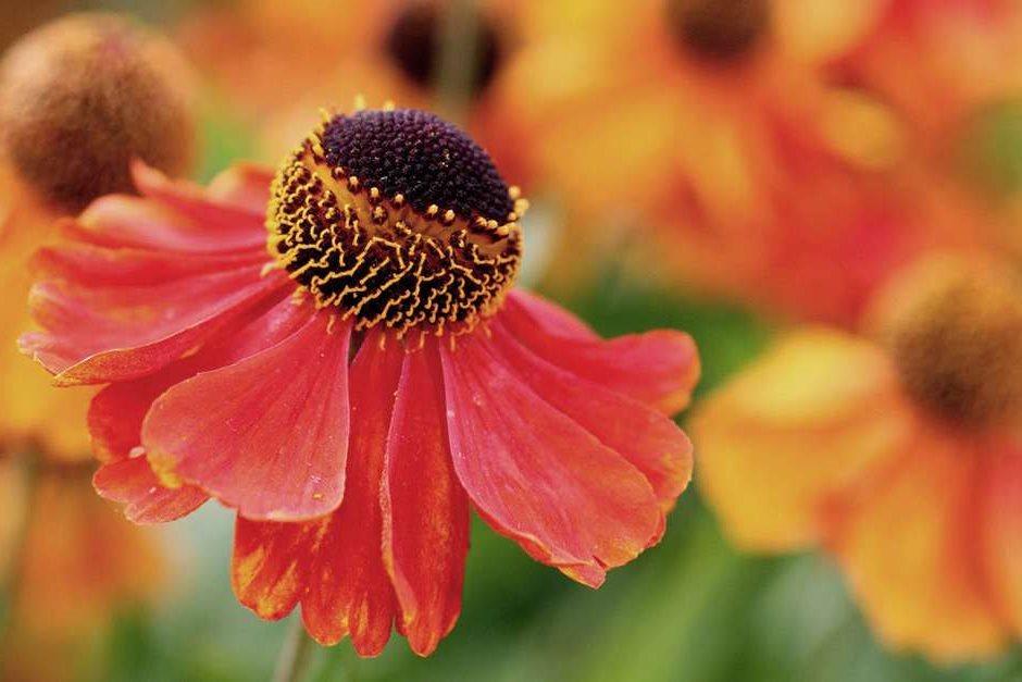 Help, advice & tips from the RHS on all kinds of plants / RHS Gardening