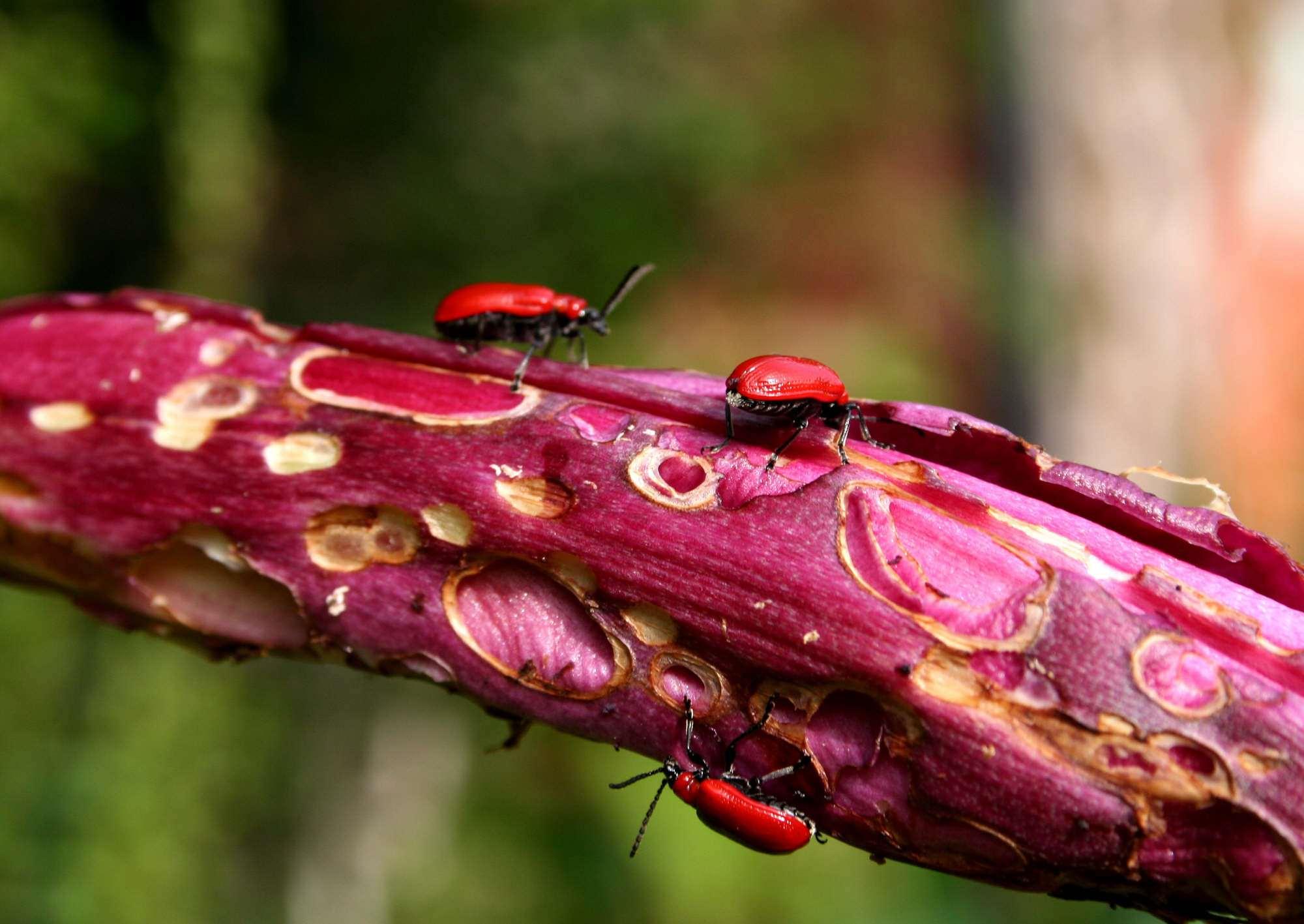 Plant pests: research projects by the RHS Entomology scientists / RHS