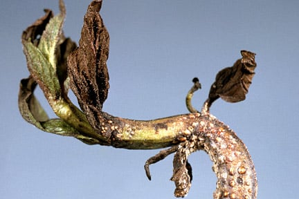 Mint rust / RHS Gardening