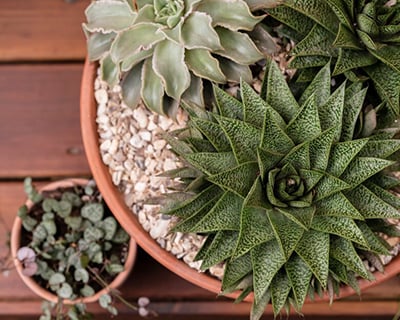 Houseplants for students: how to green your halls / RHS