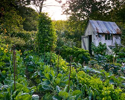 Crops for shady spots / RHS