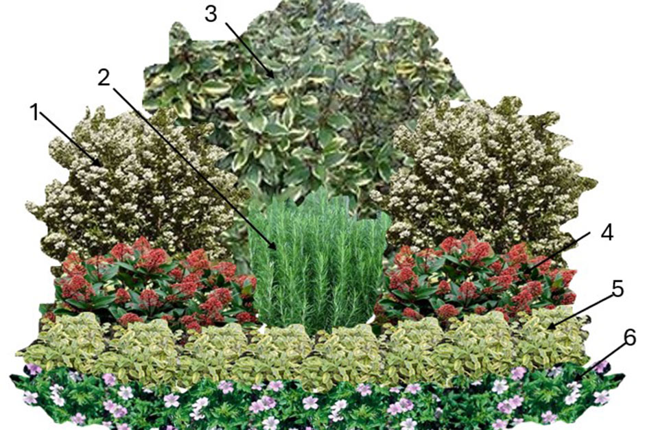 Evergreen Garden Plans 7 Evergreens For Every Garden!