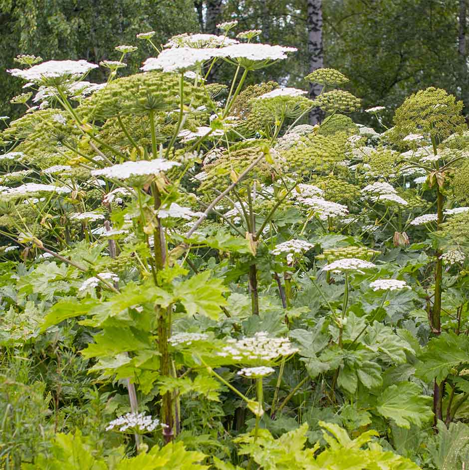 Giant Hogweed Range Giant Hogweed Cartwheel Flower Wild Parsnip 