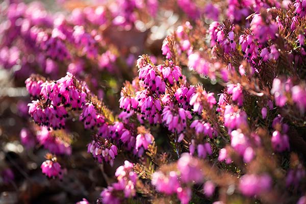 How to grow Erica / RHS