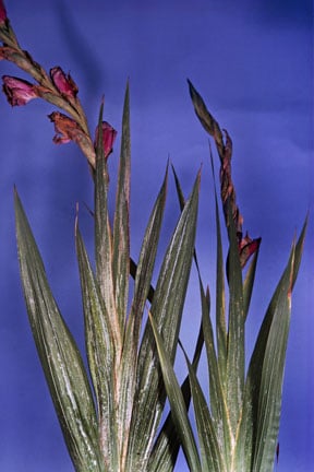Gladiolus Diseases