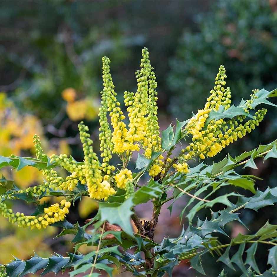 Flowering Bushes For Shade Garden Top 10 Shrubs For Shade Gardens