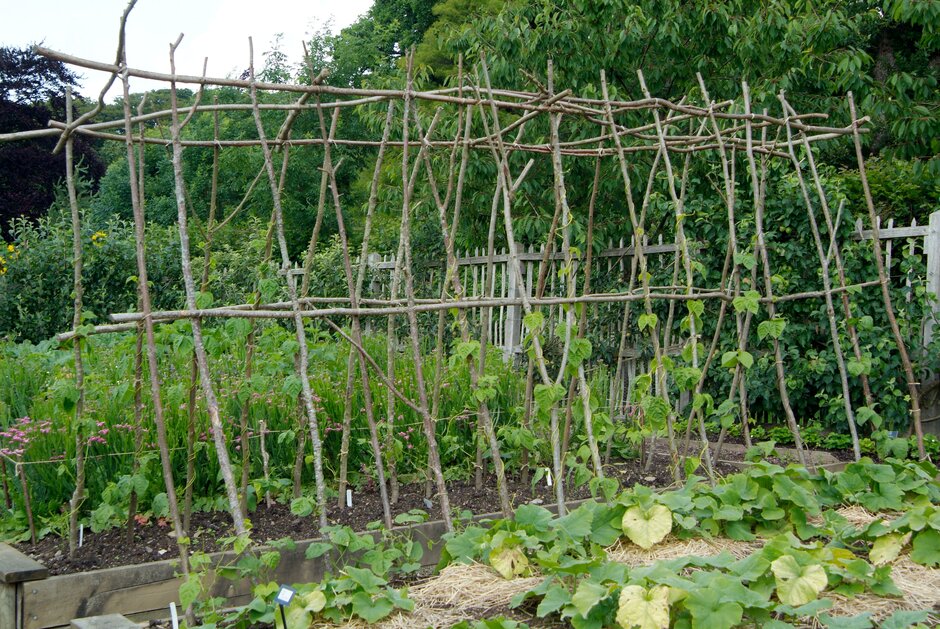 Green Bean Support Systems