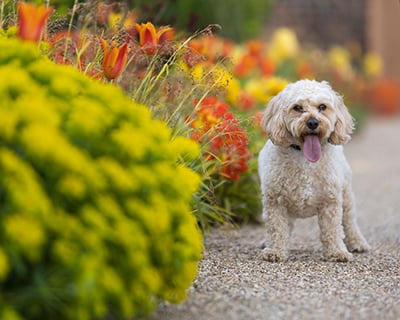 How to create a pet-friendly garden / RHS