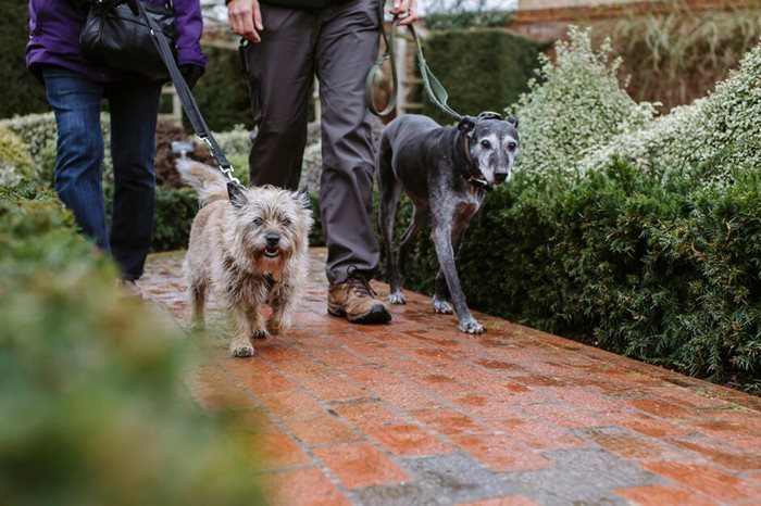 Can You Take Dogs Into Wisley