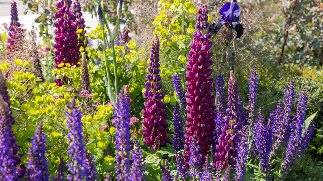 See the Urban Flow Show Garden at RHS Chelsea Flower Show / RHS