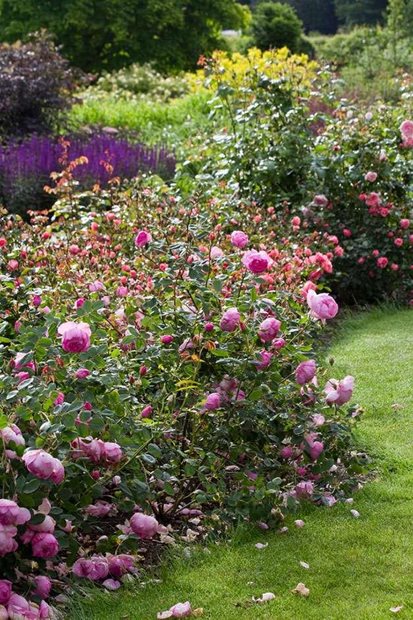 Beautiful open gardens to visit in the UK | Public gardens / RHS Gardening