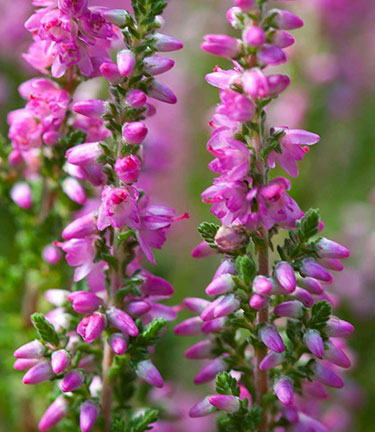 Types Of Heather Plants