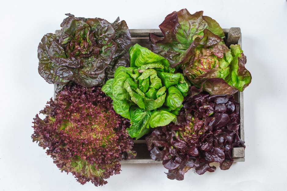Loose Leaf Lettuce Varieties