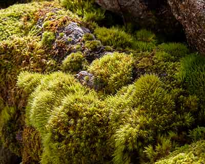 The magic of moss / RHS