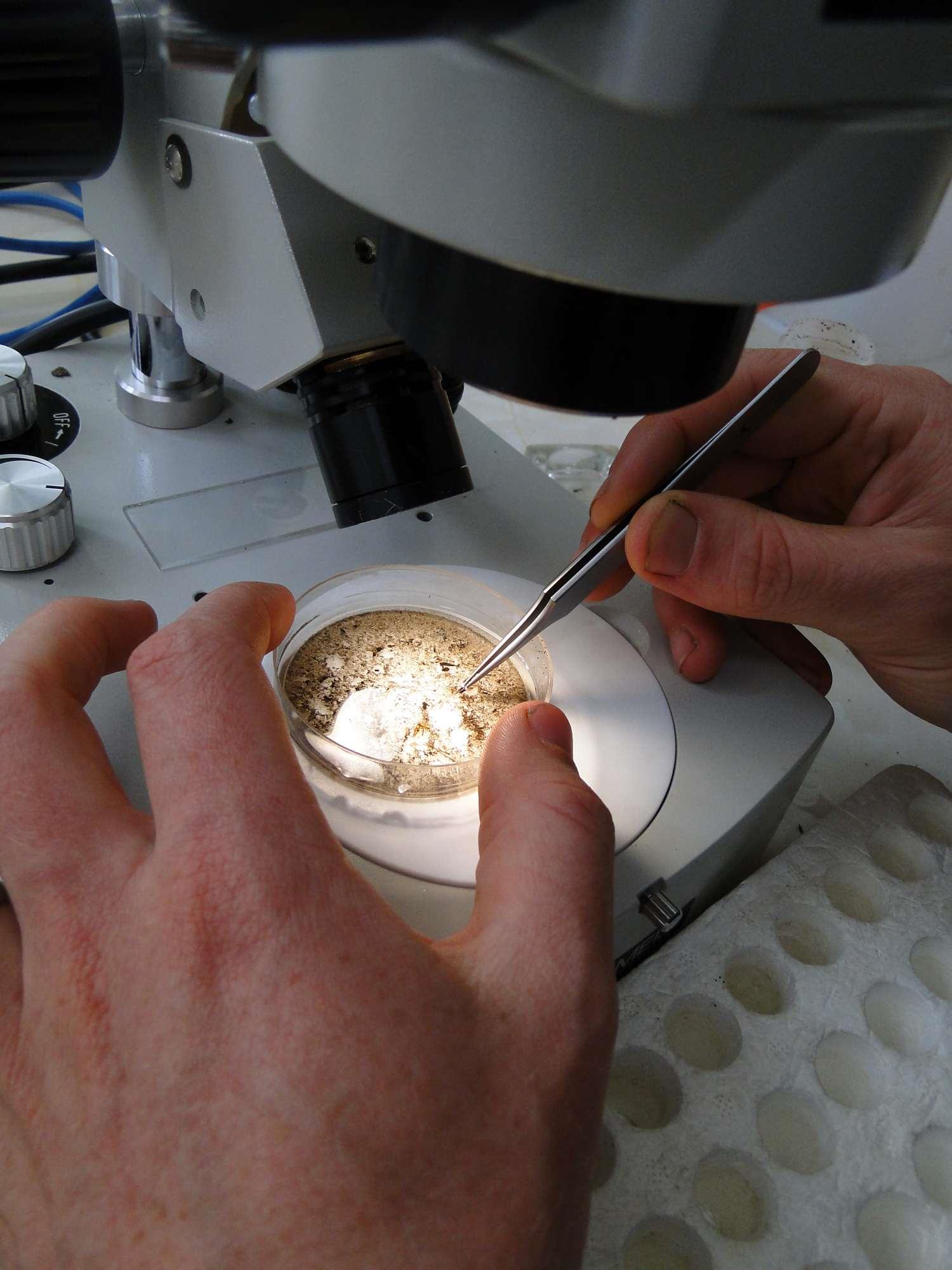 Plant pests: research and advice from the RHS entomology team / RHS