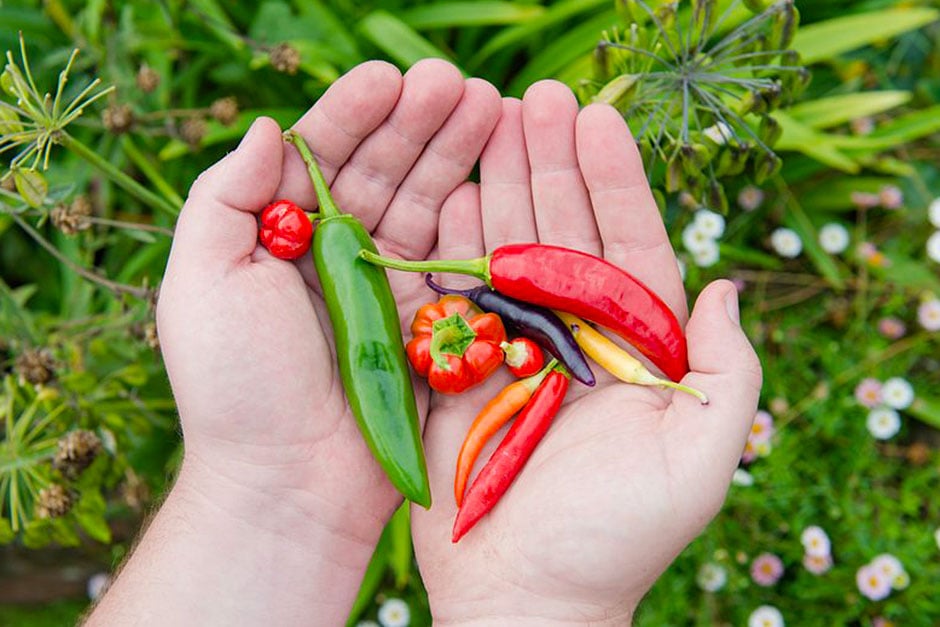 What’s Growing in your Garden in 2020: Here’s where to start – Farm ...