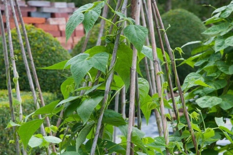 String Beans Plant How Do I Grow Green Beans? | Planting & Care Guide