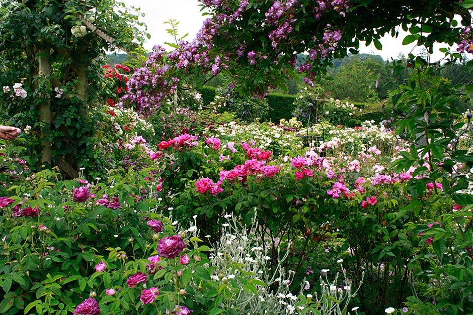 RHS Garden Rosemoor | Fun, family days out & events in North Devon ...