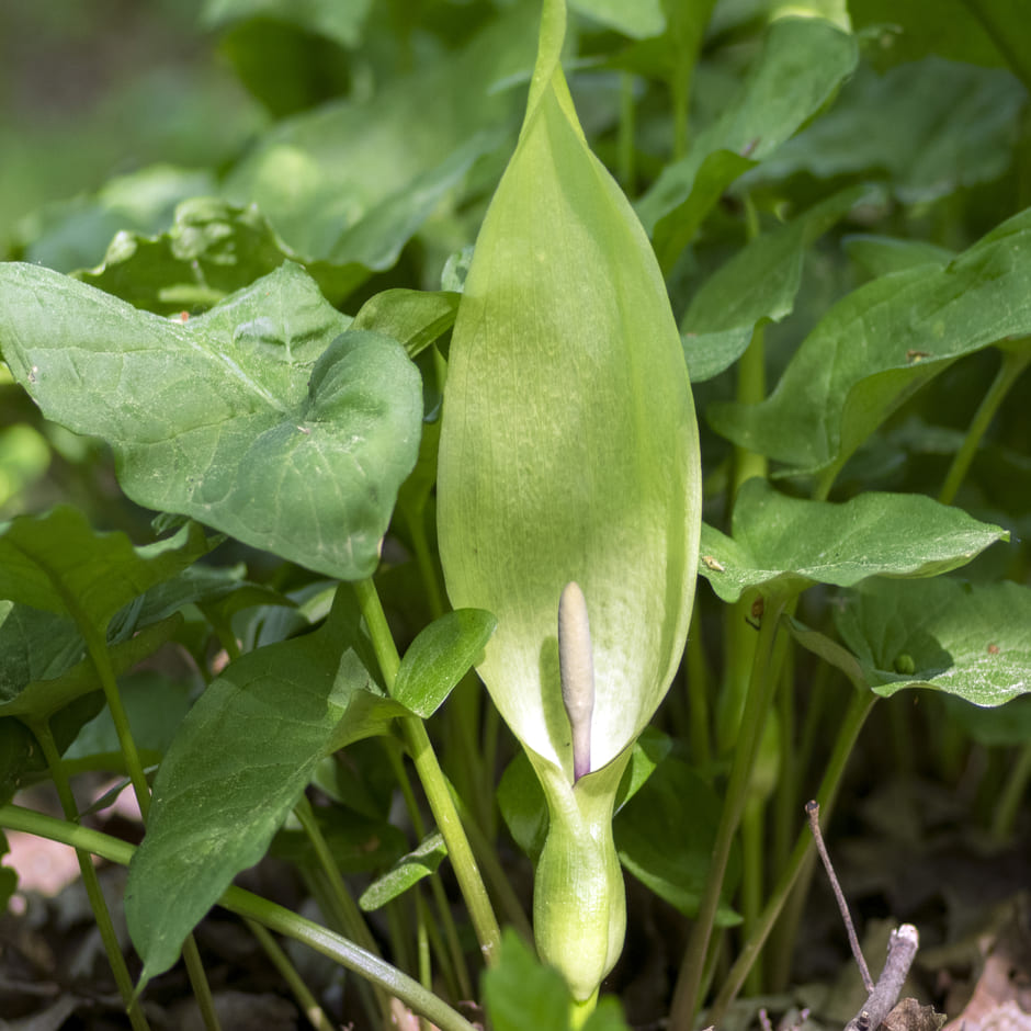 Arum Maculatum