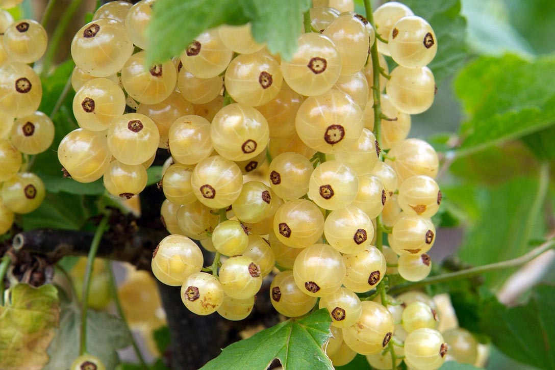 Currant Bush