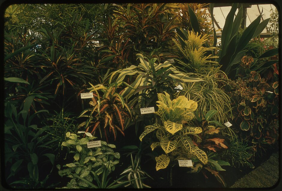 How to grow codiaeums / RHS Gardening