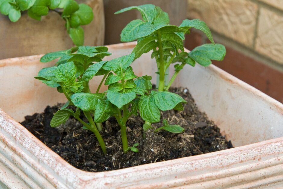 Potted Potato Plant 5 Acres & A Dream: Potted Potato Harvest