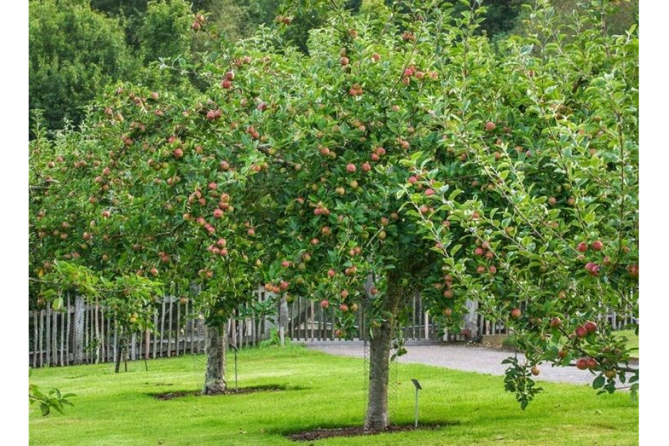 Apple Trees In Winter