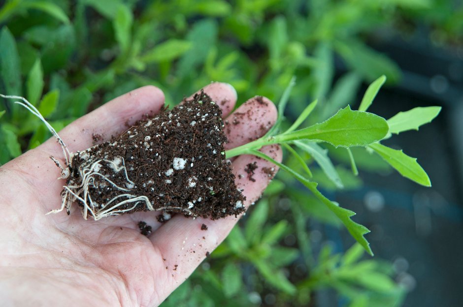 Plant With Roots And Water