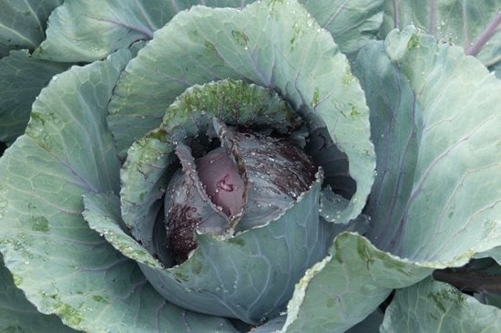 Red Cabbage Plants