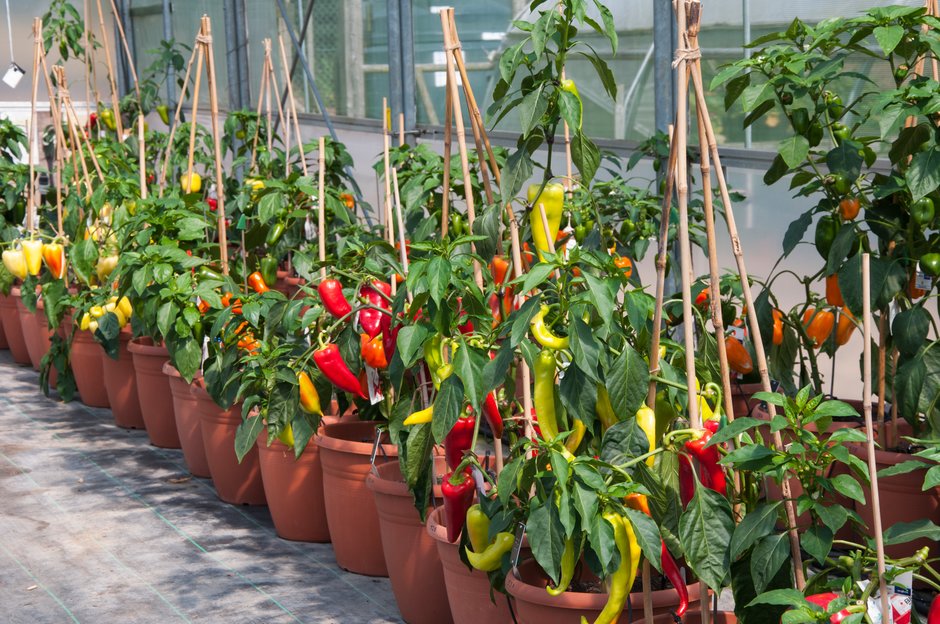 Bell Pepper Tree Green And Red Sweet Pepper Tree In Garden Bell
