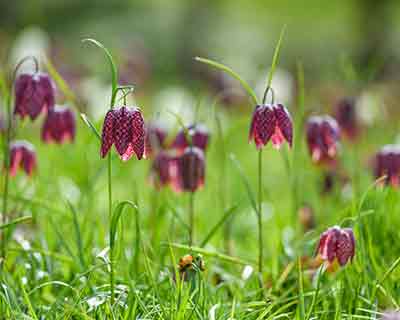 Garden experts pick the best plants to plant this autumn / RHS