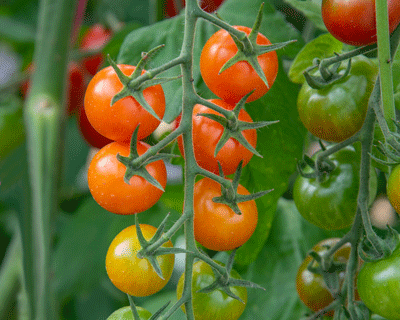 Fast tomatoes: experts' tips for the quickest route to picking your own ...