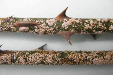 Scurfy rose scale / RHS Gardening