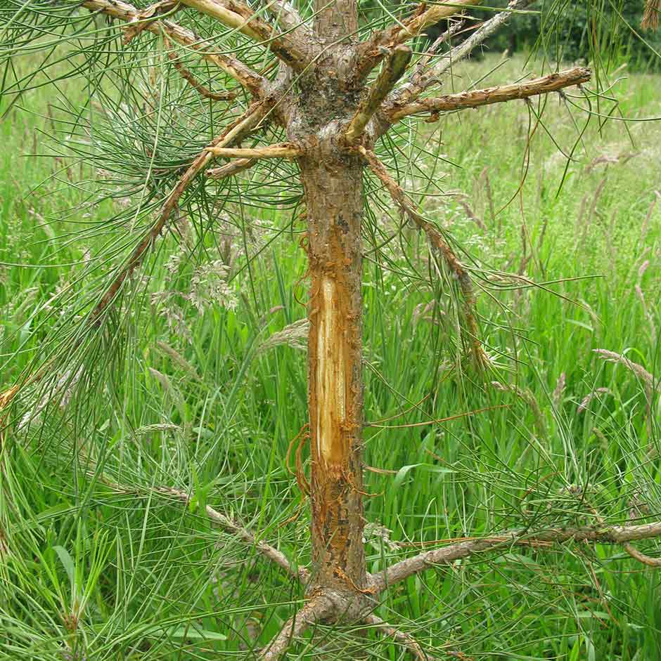 Deer Browse Damage To Trees Deer Damage Identification | Deer
