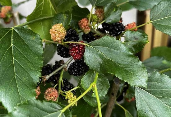 Red Mulberry Fruit