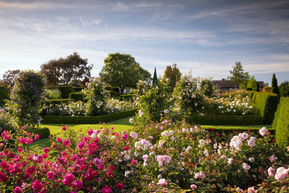 Contemporary Rose Garden Stories Rose Garden History Centennial