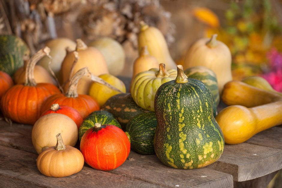 Strong Trellis For Squash Squash (Winter): Sow And Grow Guide