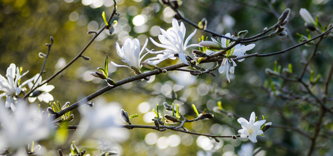 Mini Magnolia Tree Guest Post: The Baby Magnolia – The Hermits' Rest