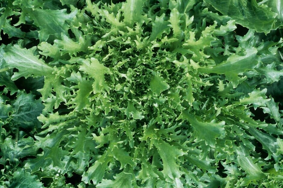 Endive Plant