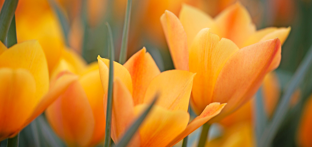 How To Roll A Tulip Joint